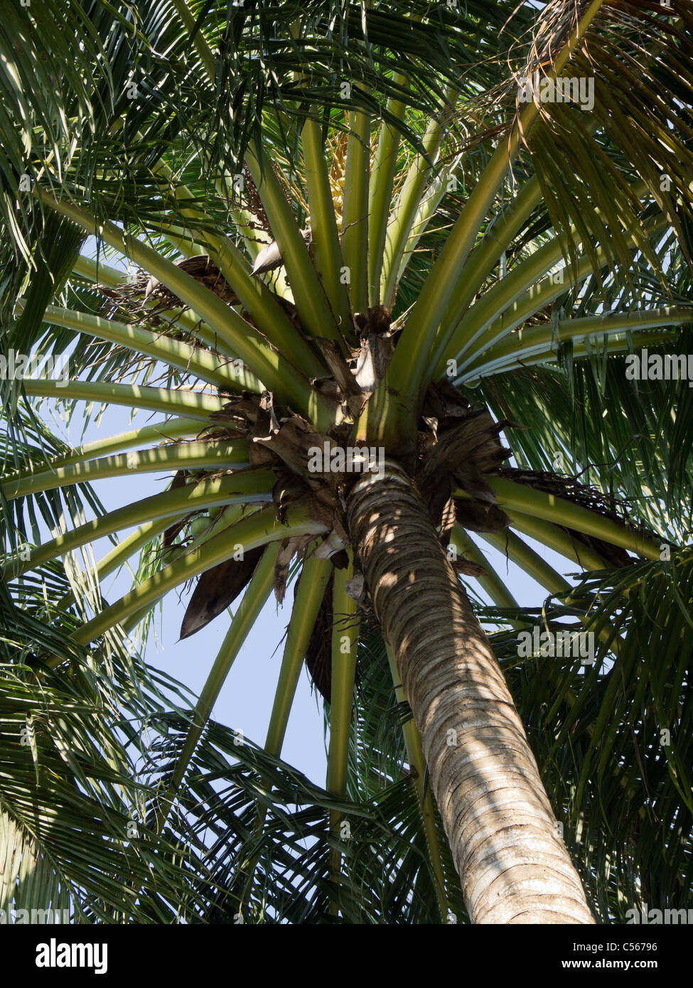 coconut tree, tropical plant Stock Photo - Alamy