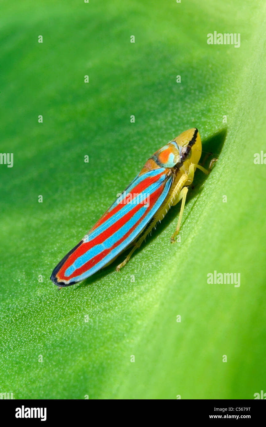 A Very Tiny And Colorful Red Banded Leafhopper Insect, Graphocephala ...