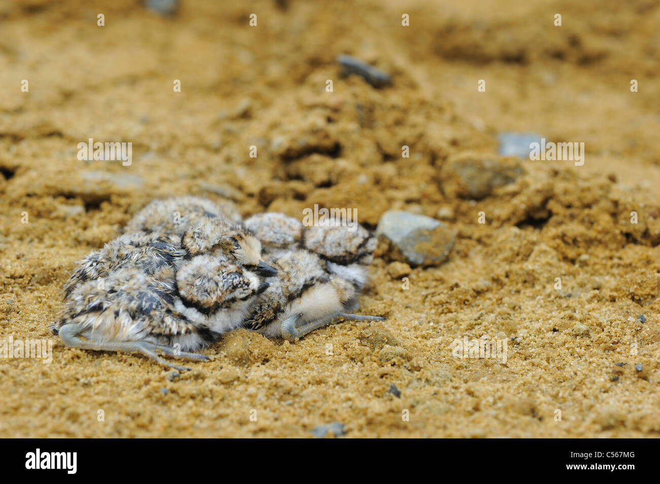 Little ringed plover (Charadrius dubius) four one day old chicks laying ...
