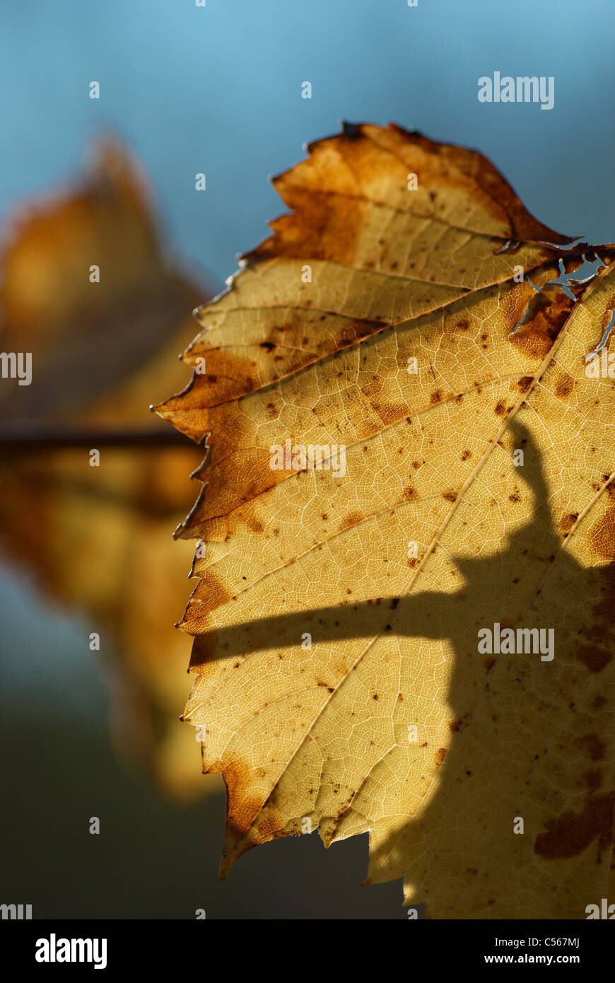 Yellowing of vine leaves hi-res stock photography and images - Alamy