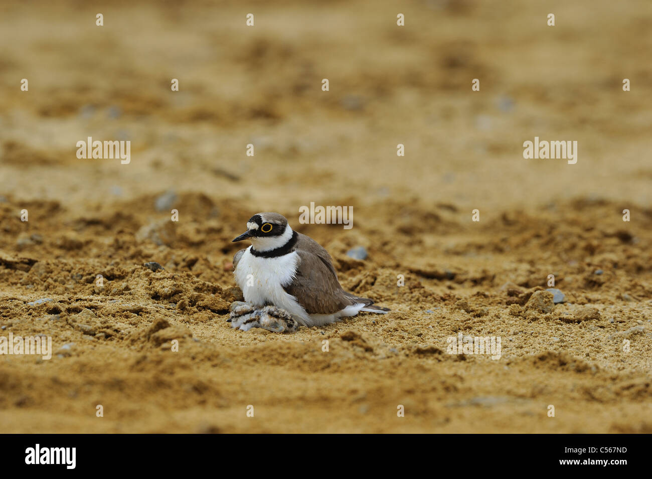 Little ringed plover (Charadrius dubius) adult sheltering its chicks ...