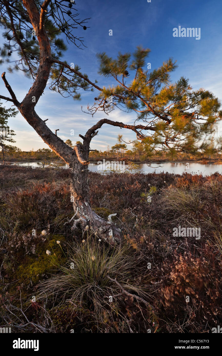 Pine tree at the great Kemeri bog in Kemeri National Park, Latvia Stock ...