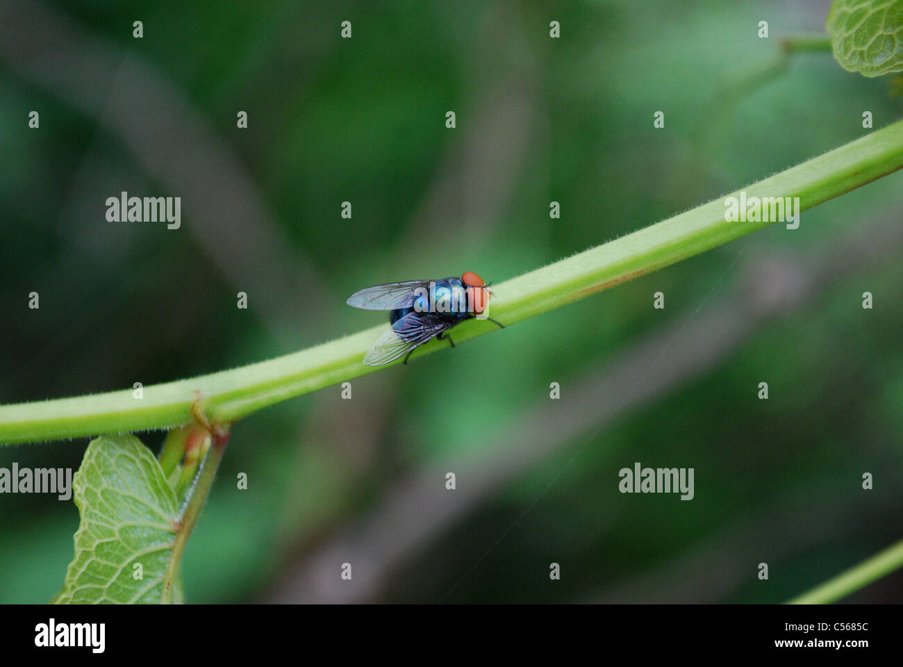 Fly close up hi-res stock photography and images - Alamy