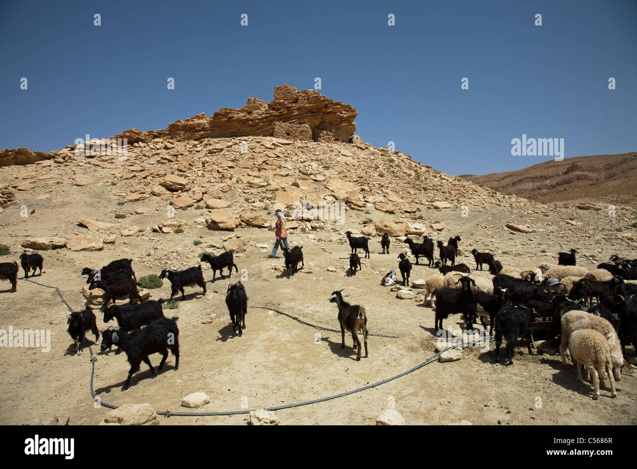 Nomads with their goat herds in the Atlas mountains Stock Photo - Alamy