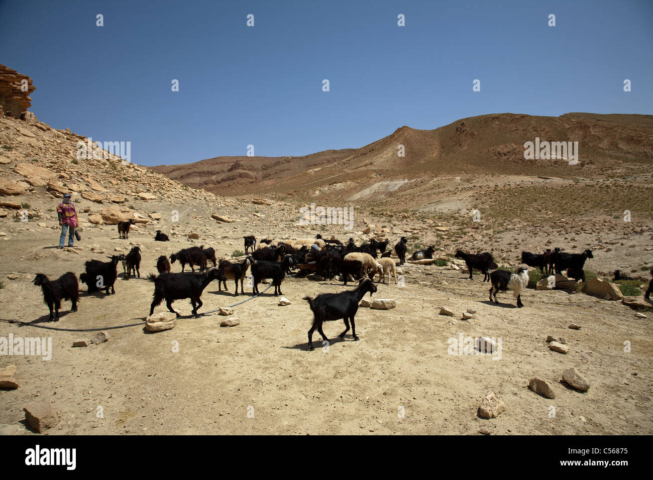 Nomads with their goat herds in the Atlas mountains Stock Photo - Alamy