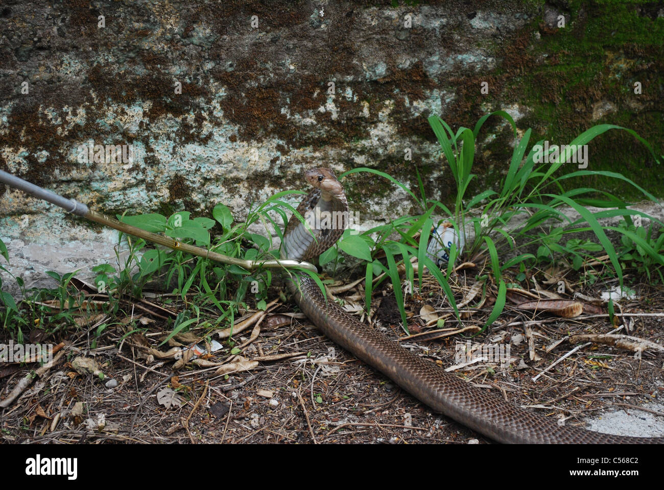 indian spectacled cobra close-up Stock Photo - Alamy