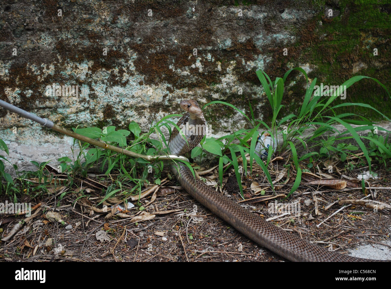 indian spectacled cobra close-up Stock Photo - Alamy