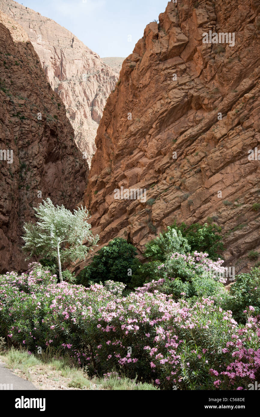 Dades Gorge valley Stock Photo - Alamy