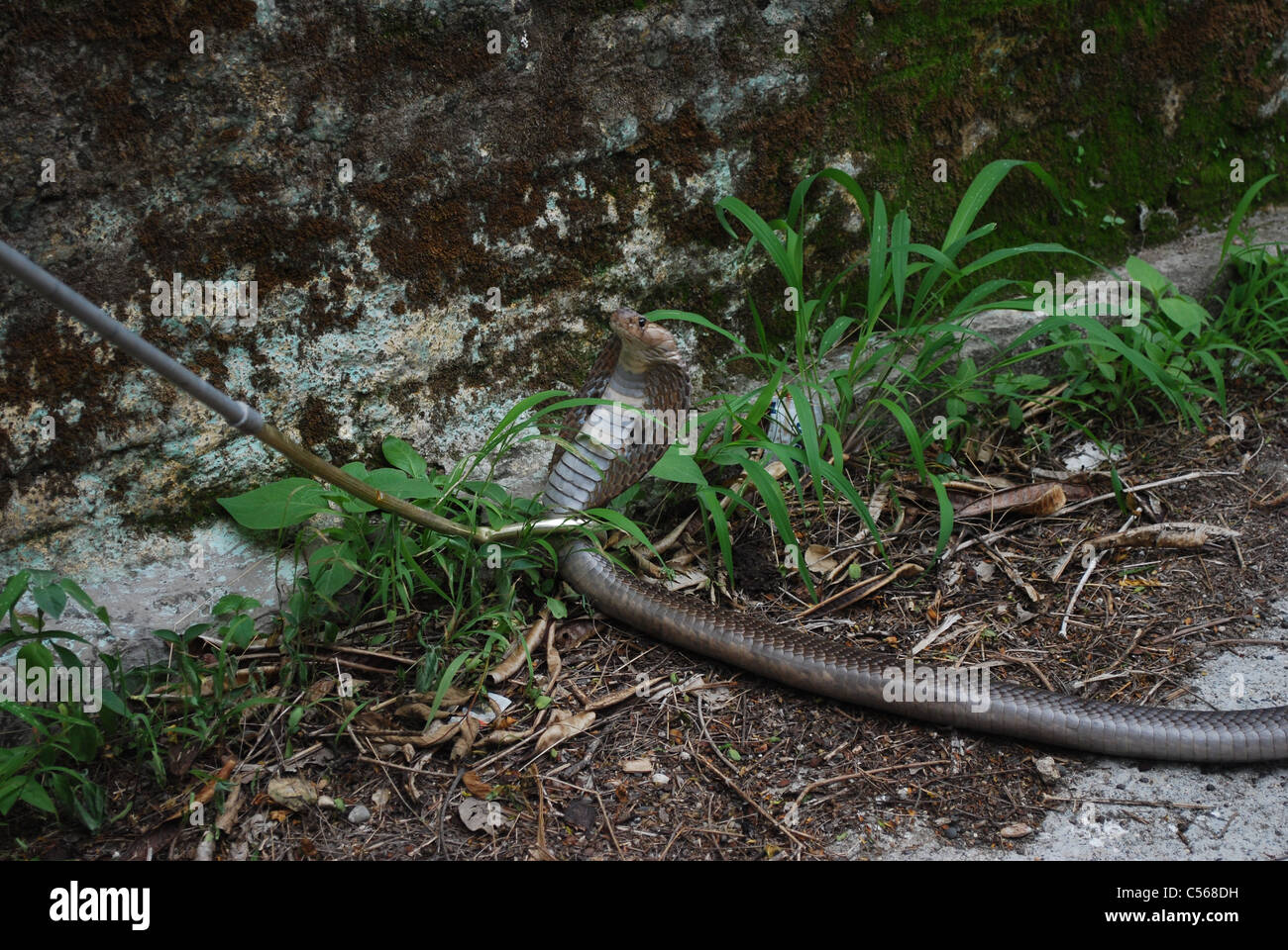 indian spectacled cobra close-up Stock Photo - Alamy