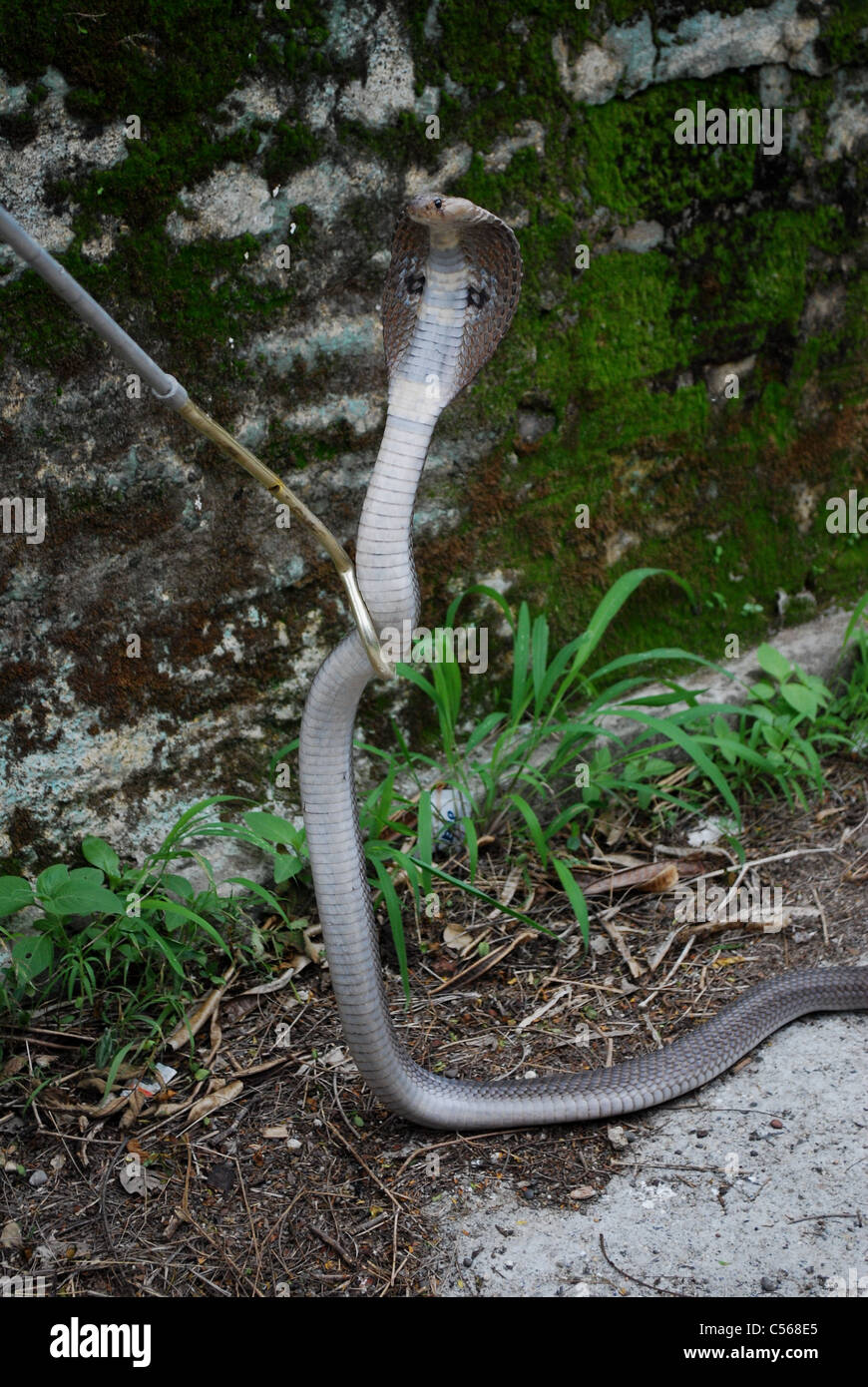 indian spectacled cobra close-up Stock Photo - Alamy