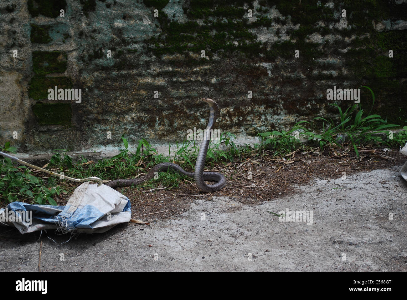 indian spectacled cobra close-up Stock Photo - Alamy