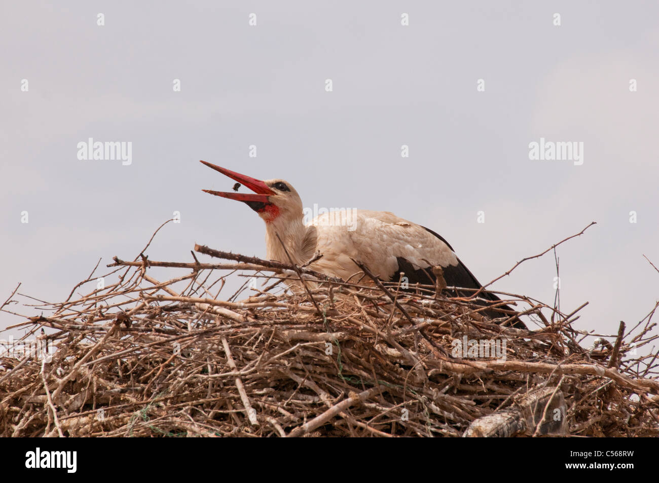 Stork nest turkey hi-res stock photography and images - Alamy