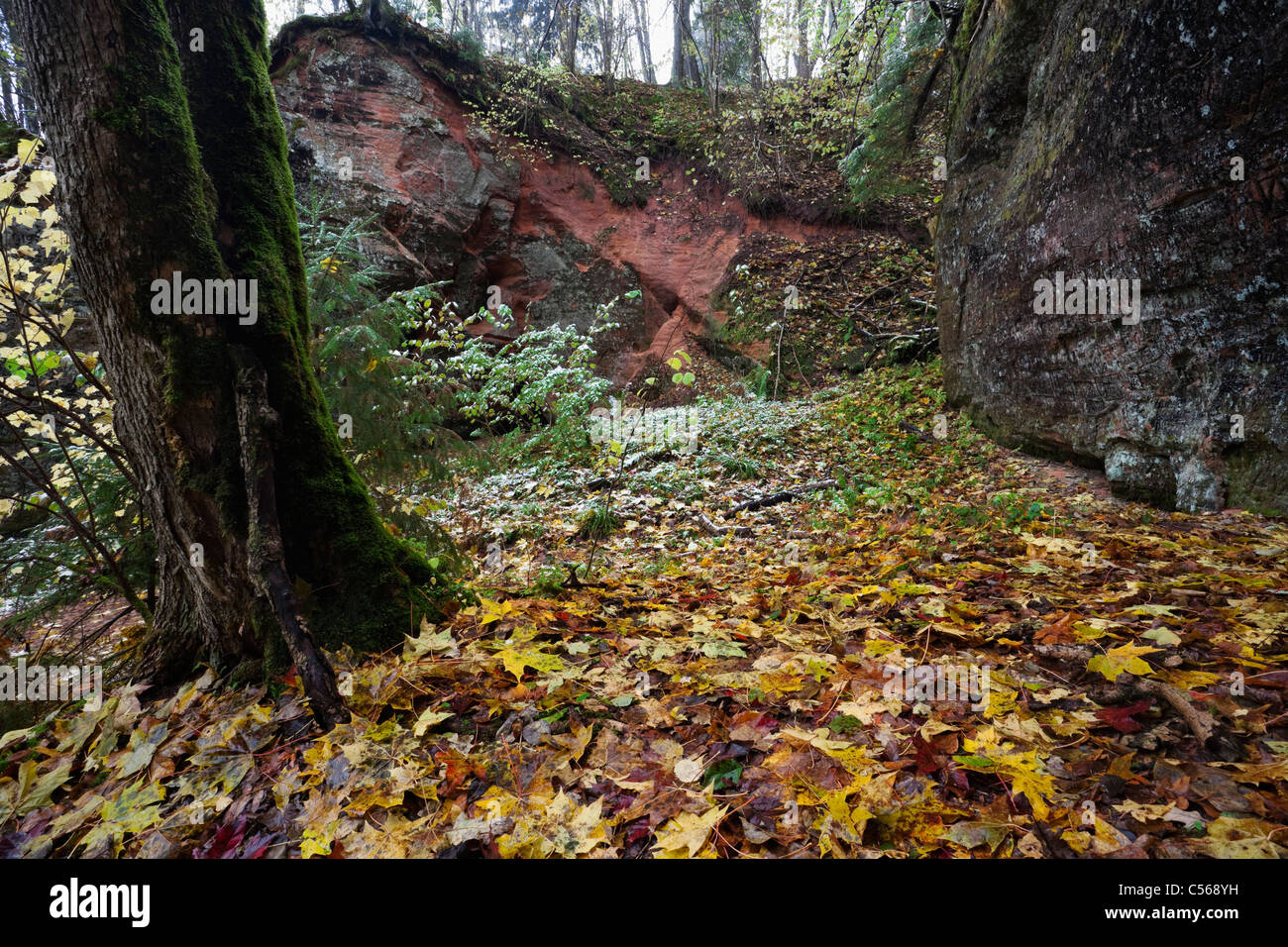 Ravens ravine and cave in the Gauja National Park Stock Photo - Alamy