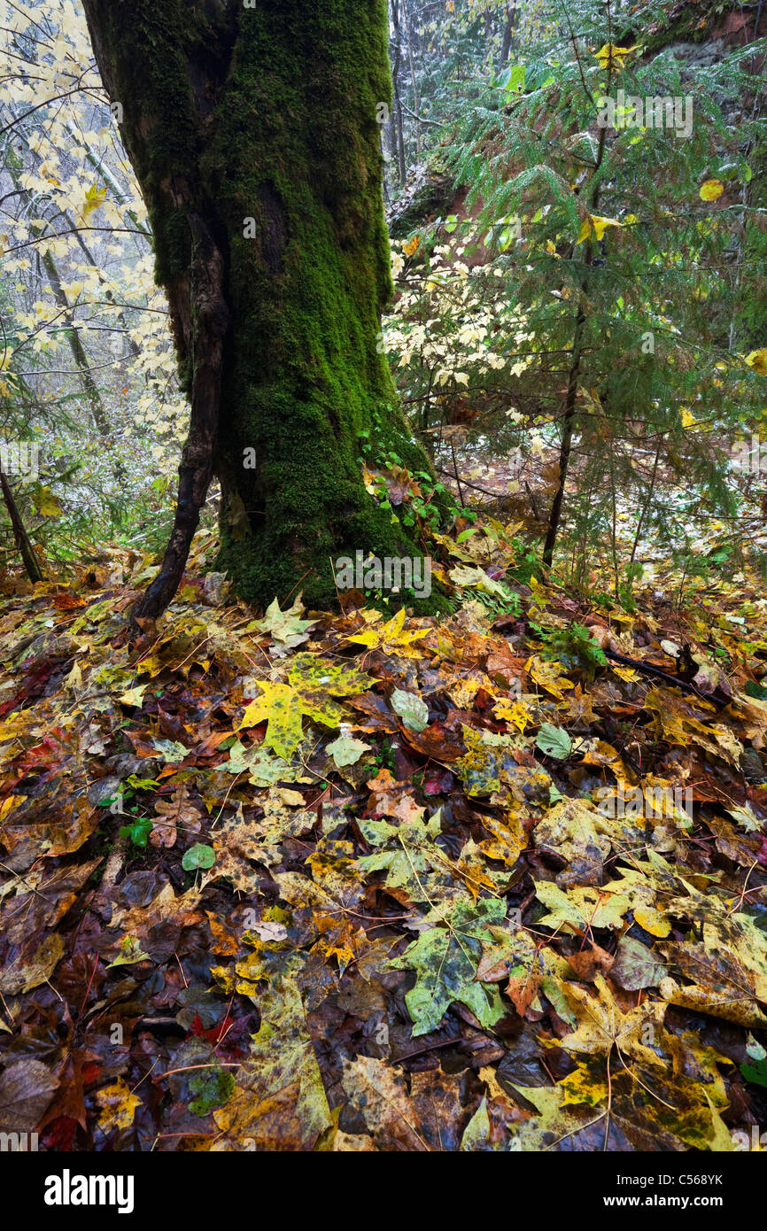 A tree at the edge of the ravine in ancient valley of river Gauja Stock ...