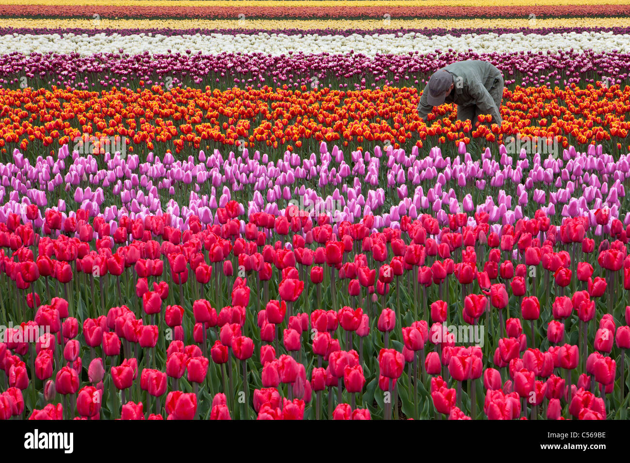 The Netherlands, Egmond, Tulip fields. Woman, farmer checking flowers ...