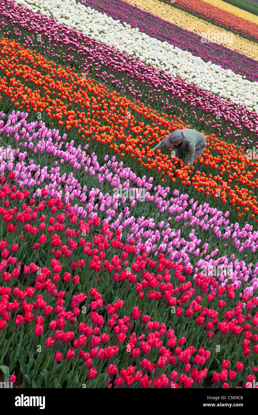 The Netherlands, Egmond, Tulip fields. Woman, farmer checking flowers ...