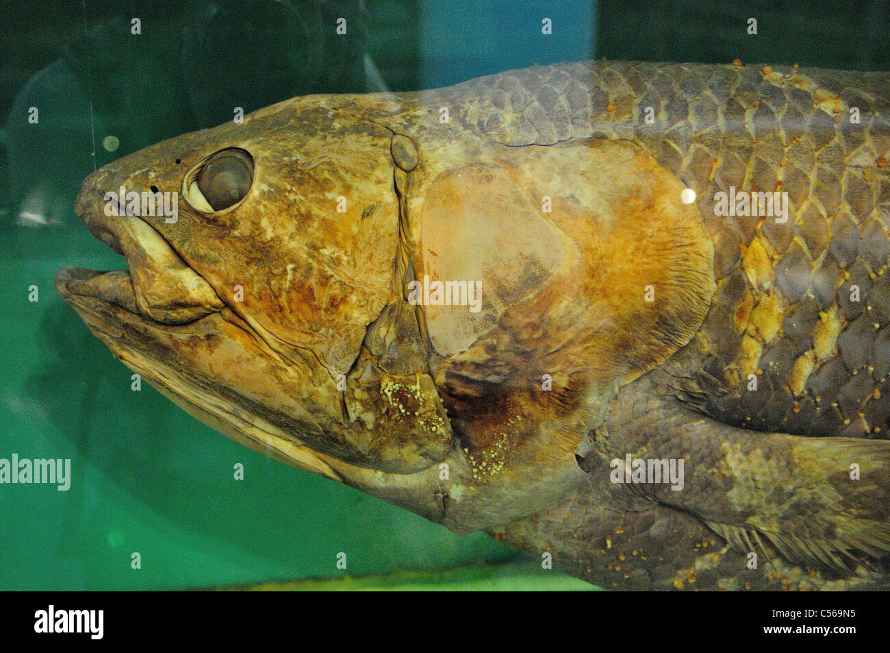 Head of a preserved Coelacanth (Latimeria chalumnae) specimen. Beijing ...