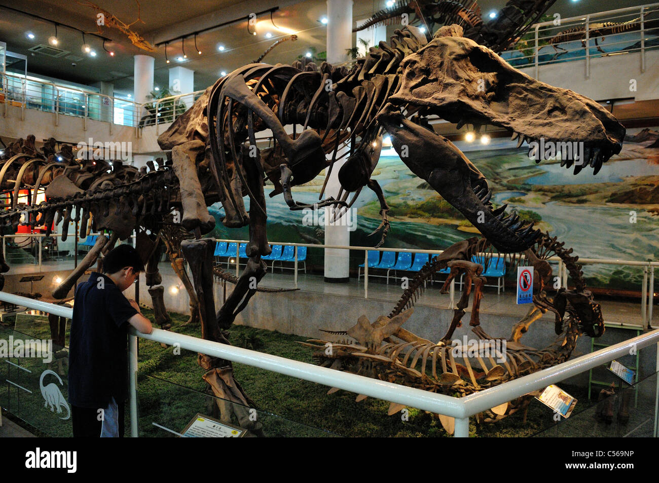Fossil Tyrannosaurus Rex skeleton in display. Beijing, China Stock ...