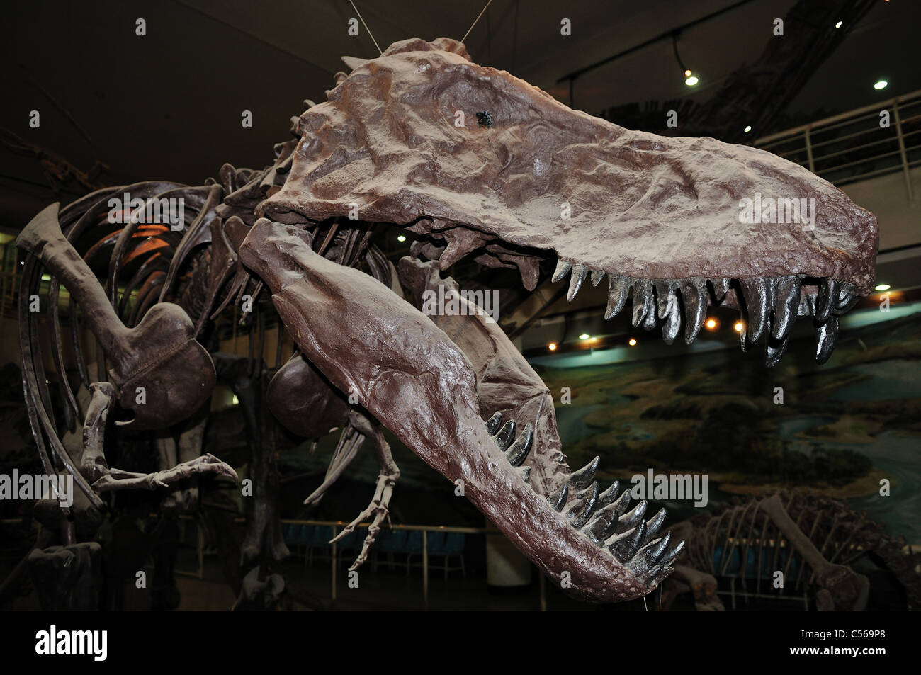 Tyrannosaurus rex head hi-res stock photography and images - Alamy