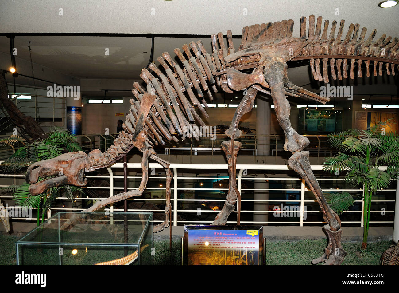 China fossil dinosaur hi-res stock photography and images - Alamy