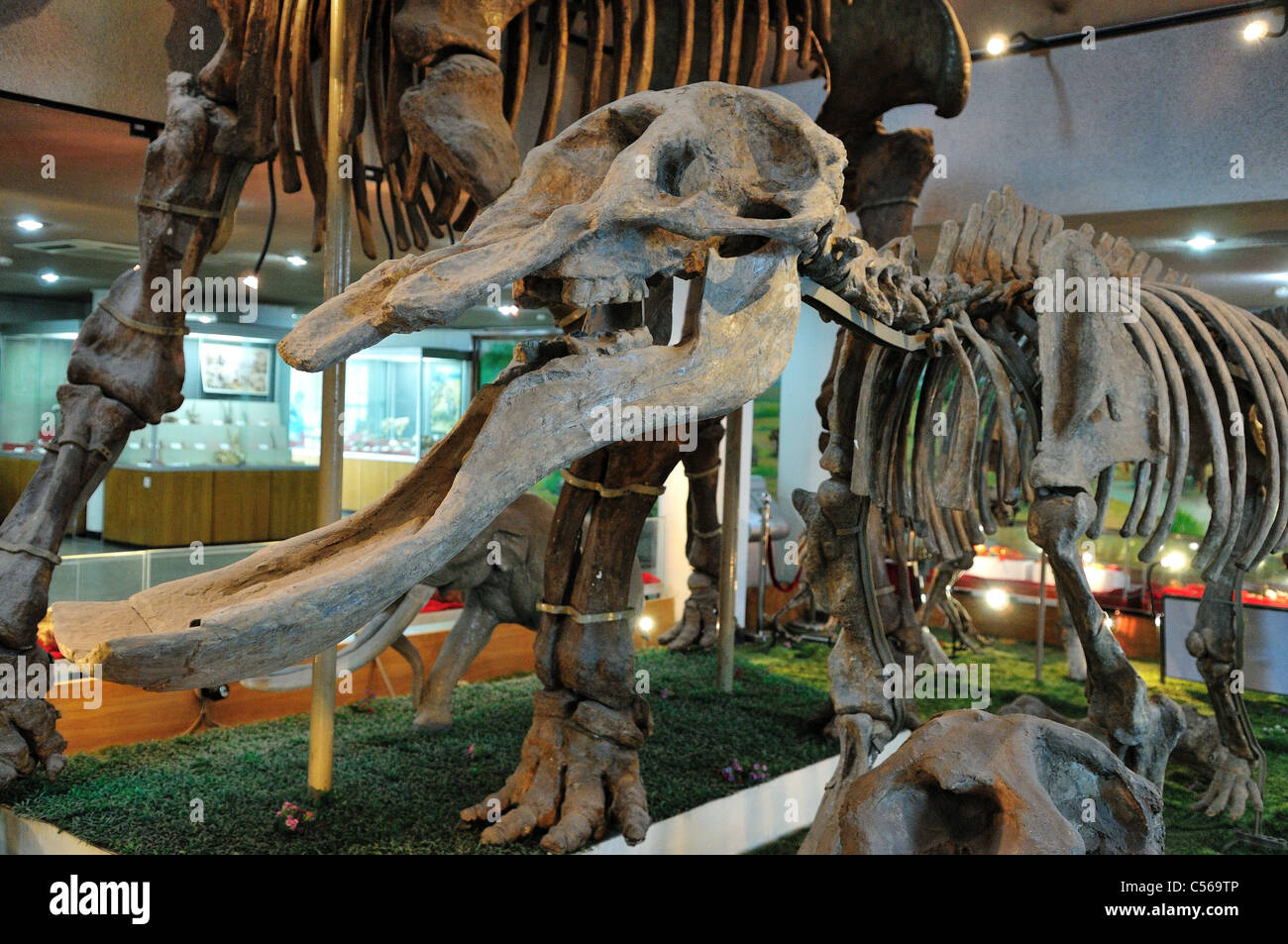 Fossil skeleton of an prehistorical elephant. Beijing, China Stock ...