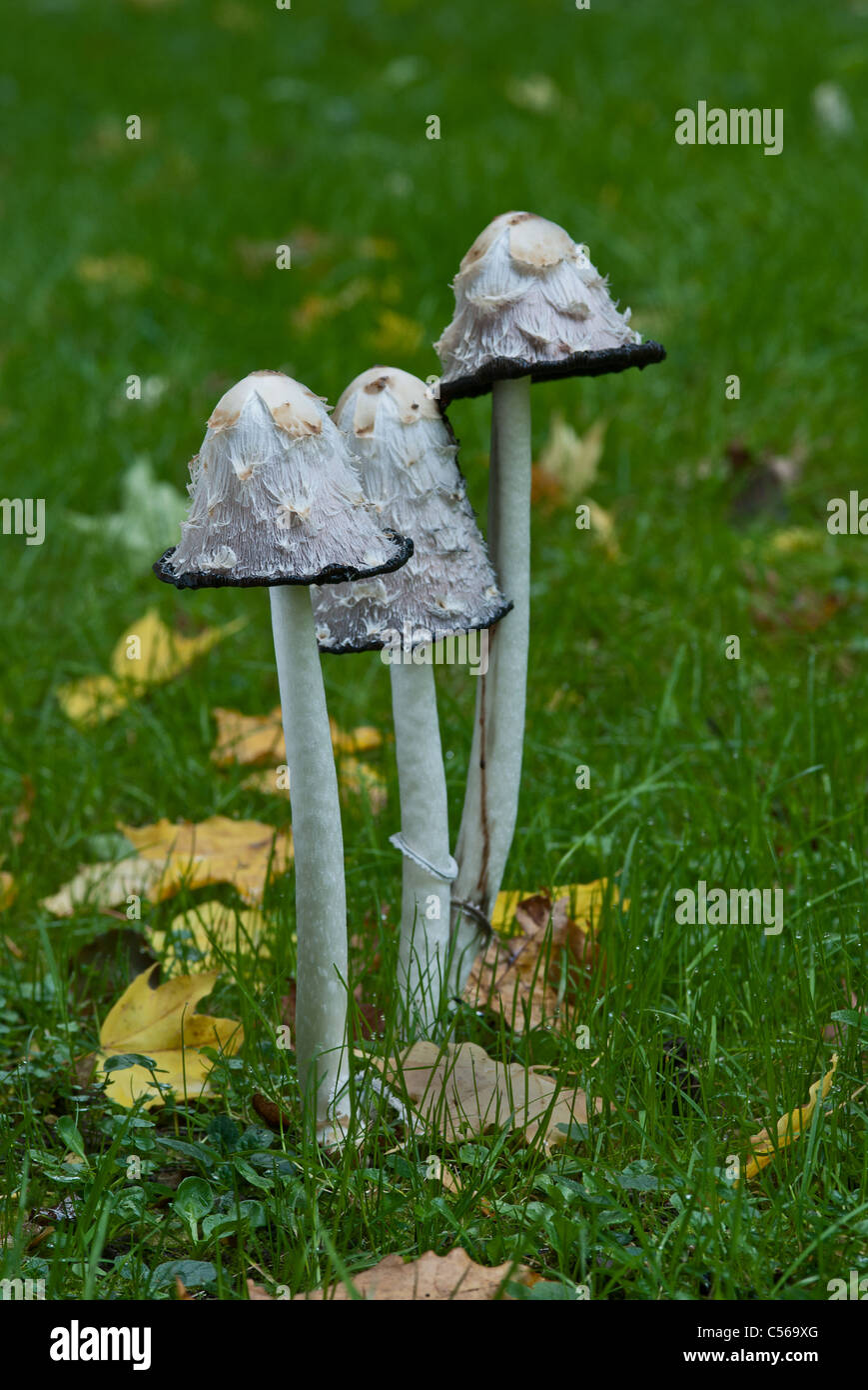 shaggy ink cap fungus with grass and dead leaf background Stock Photo ...
