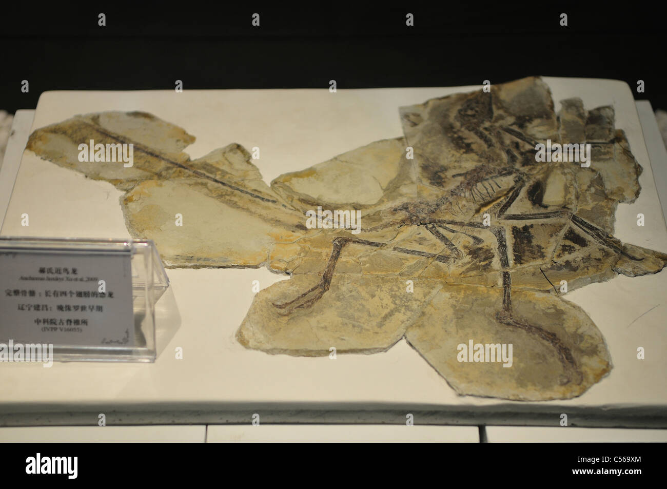 Fossil of feathered dinosaur in display. Beijing, China Stock Photo - Alamy