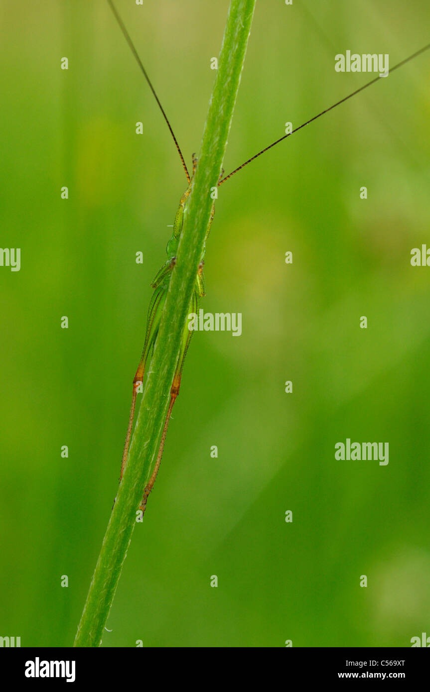 Green cricket insect hi-res stock photography and images - Alamy
