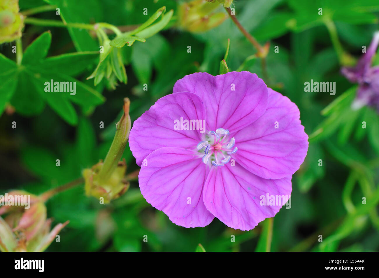 Bloody Cranesbill - Cranesbill geranium (Geranium sanguineum) flowering ...