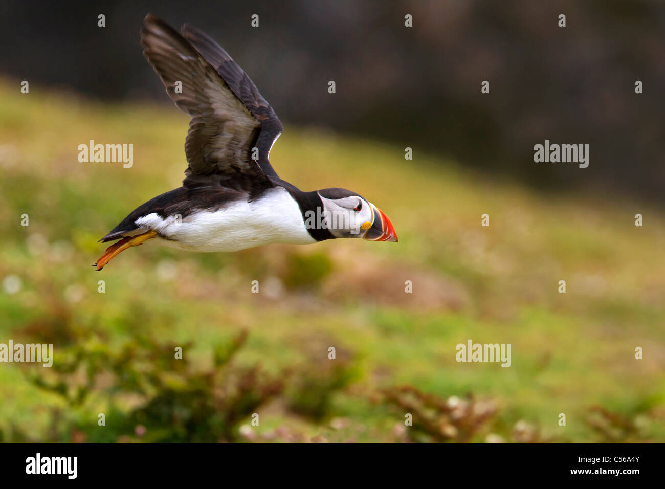 Puffin in flight Stock Photo - Alamy