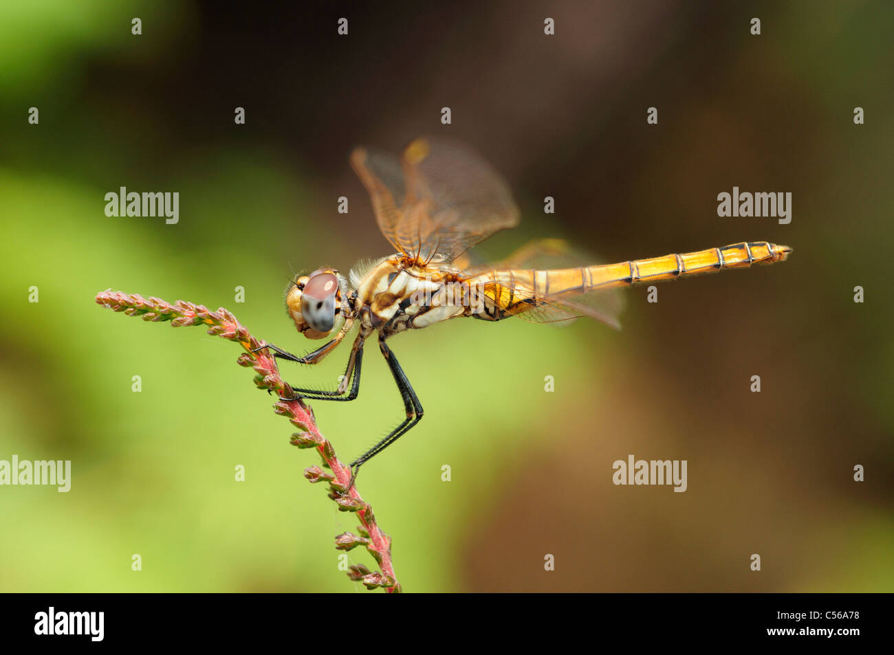 Female Violet Dropwing (Trithemis annulata Stock Photo - Alamy