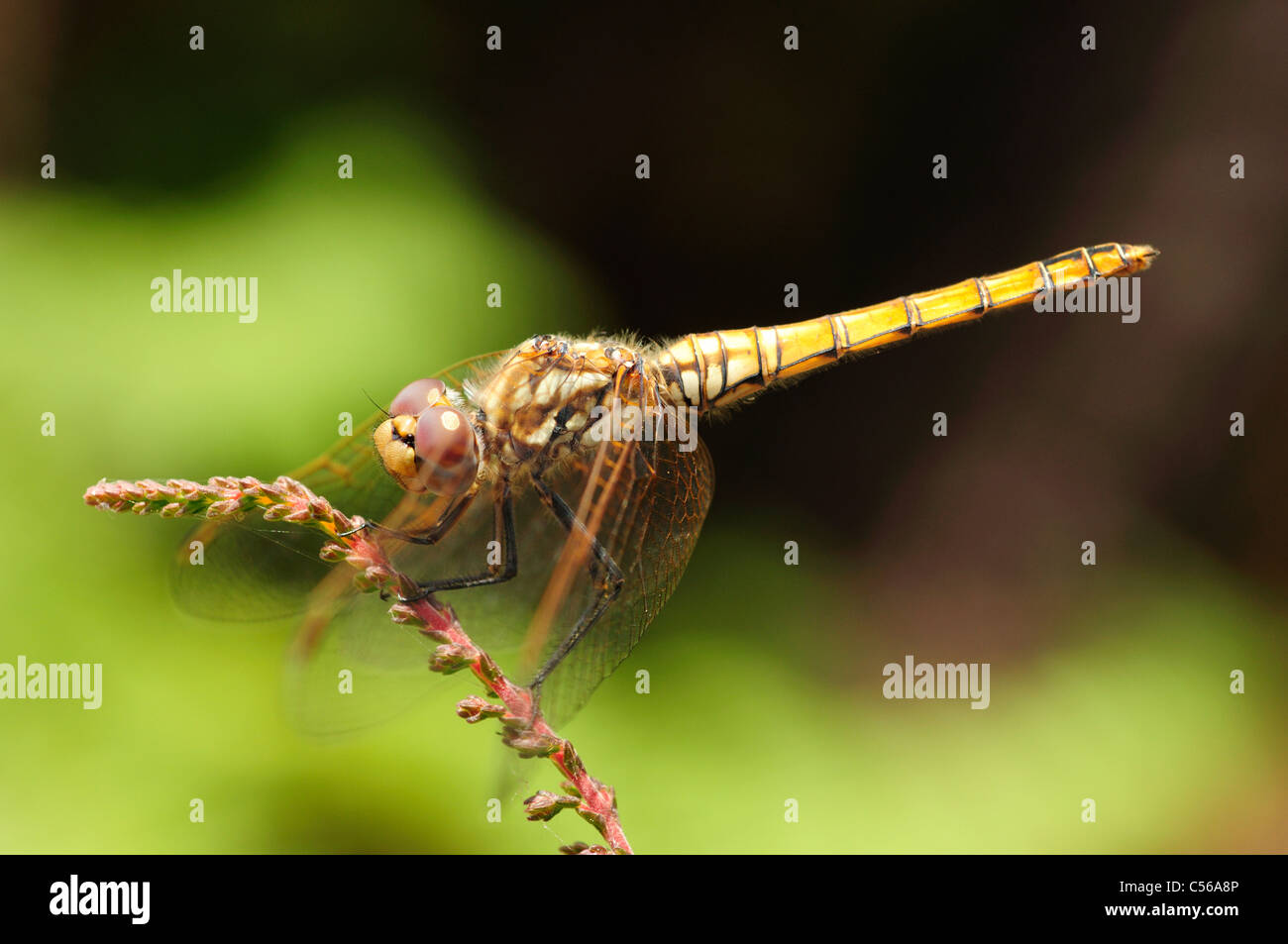 Female Violet Dropwing (Trithemis annulata Stock Photo - Alamy