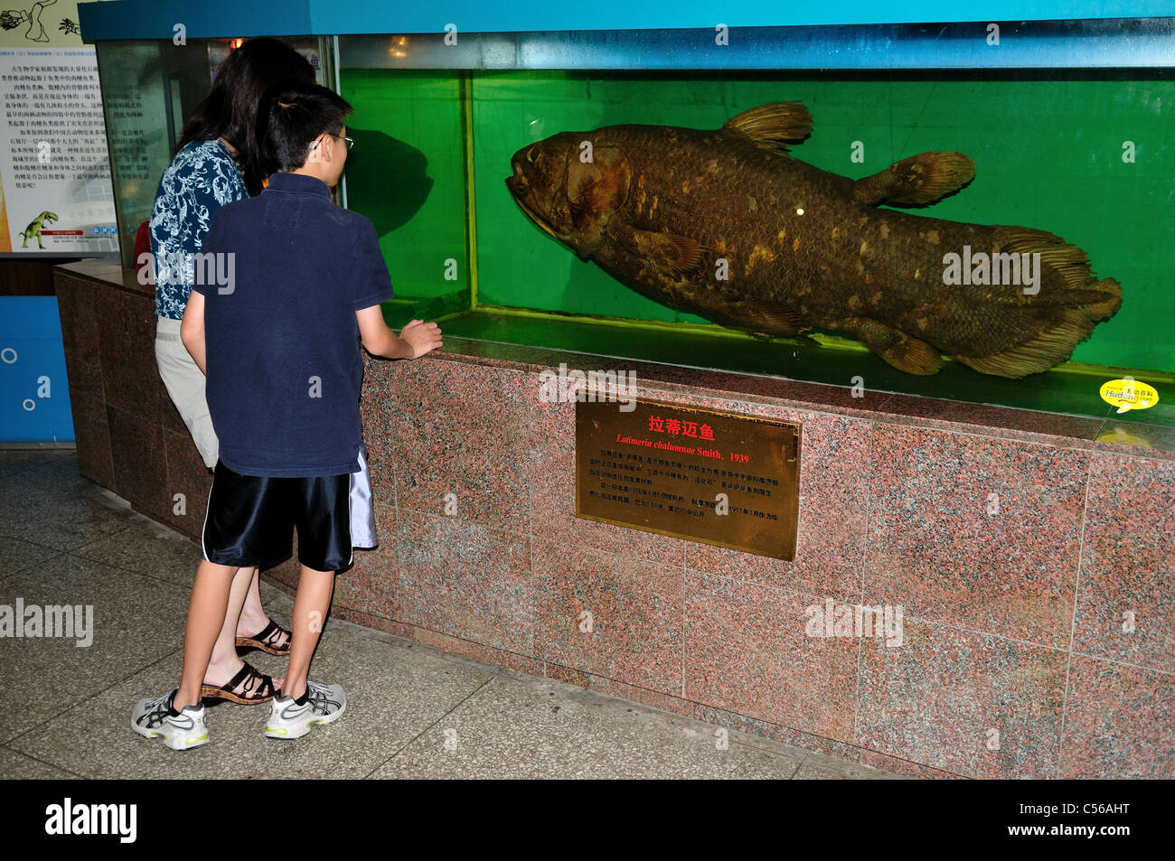 Visitors taking a close look at a real Coelacanth fish (Latimeria ...