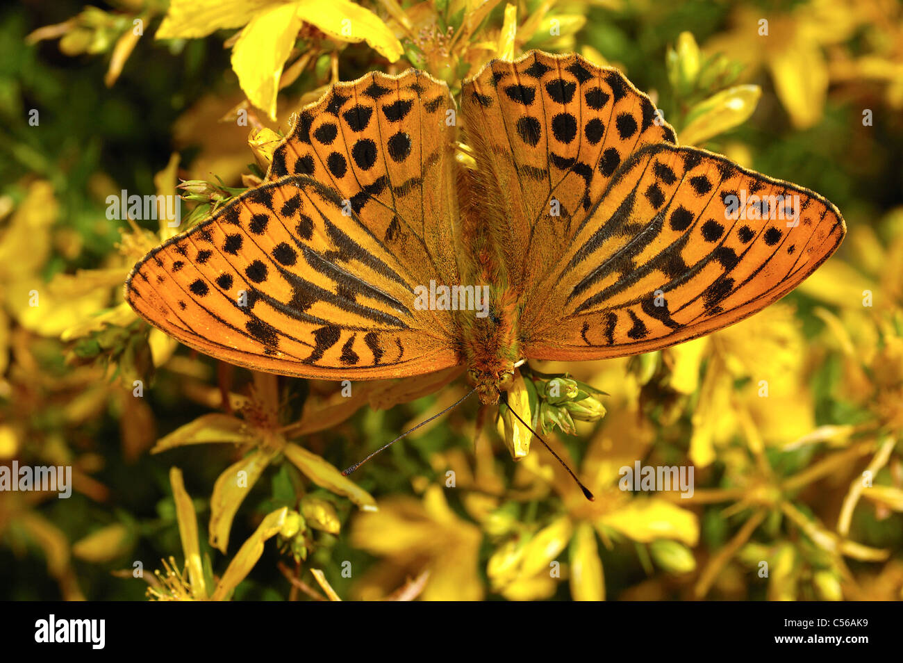Silver-Washed Fritillary (Argynnis paphia Stock Photo - Alamy