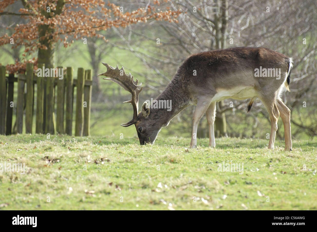 Grazing deer hi-res stock photography and images - Alamy