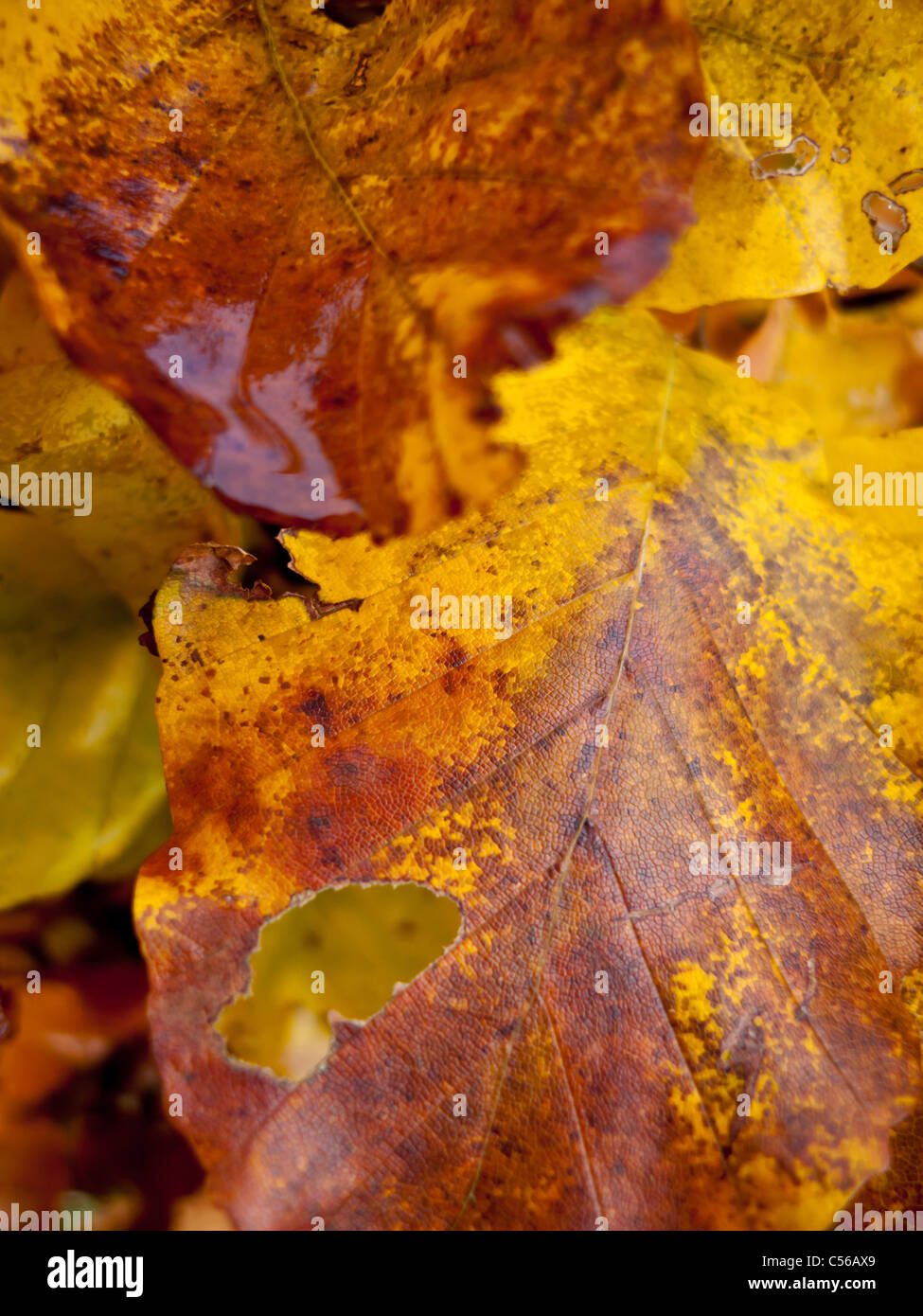Autumn Leaves. November 2010 Stock Photo - Alamy