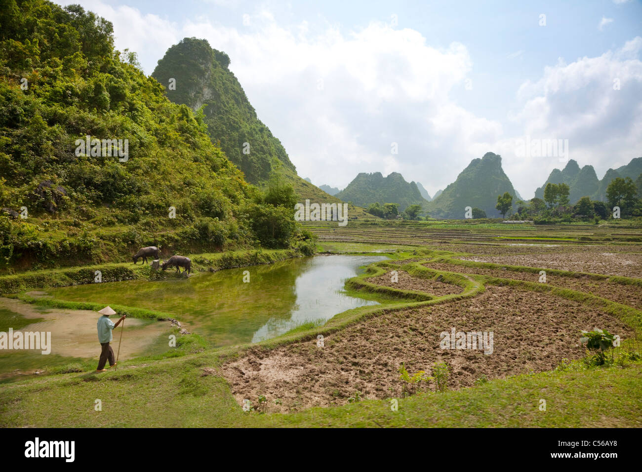 Rice Fields In Vietnam
