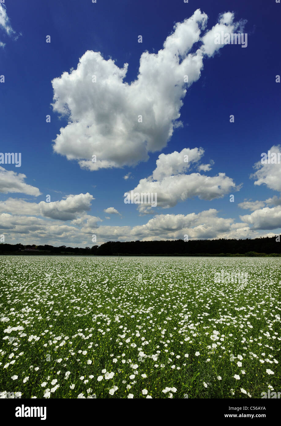Linseed flowers hi-res stock photography and images - Alamy