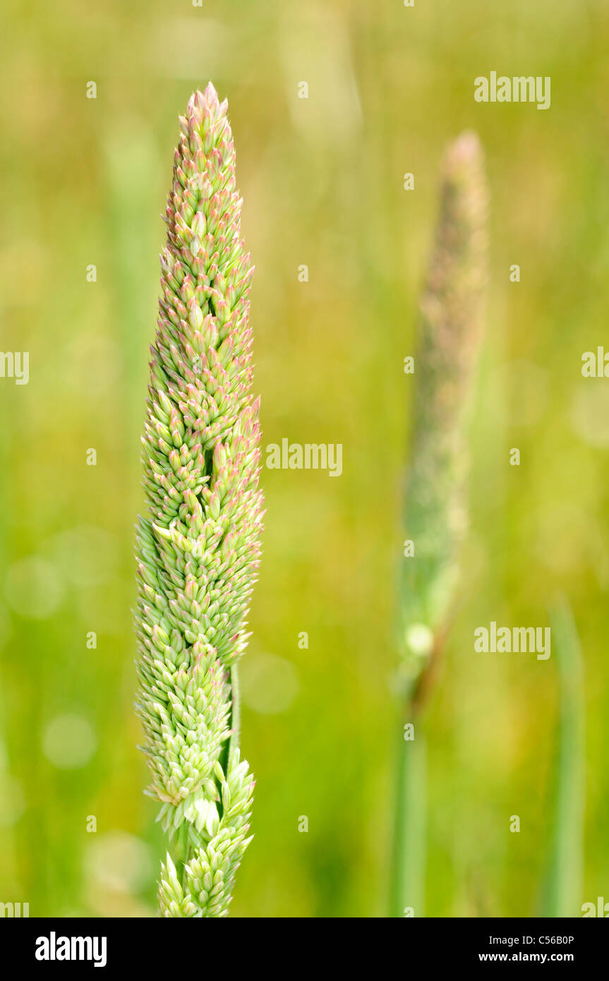 Common velvet grass hi-res stock photography and images - Alamy