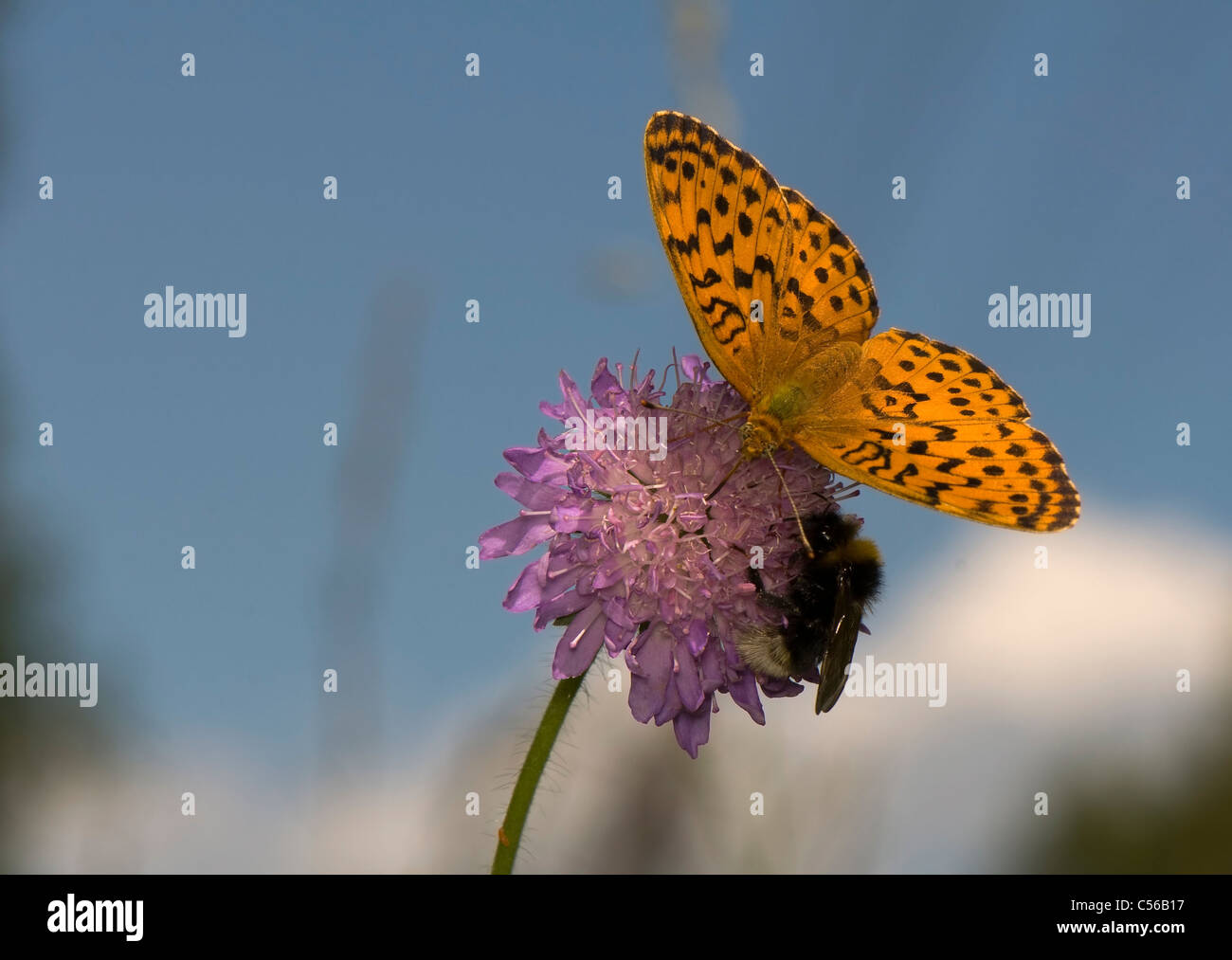 Daphne metamorphosis hi-res stock photography and images - Alamy