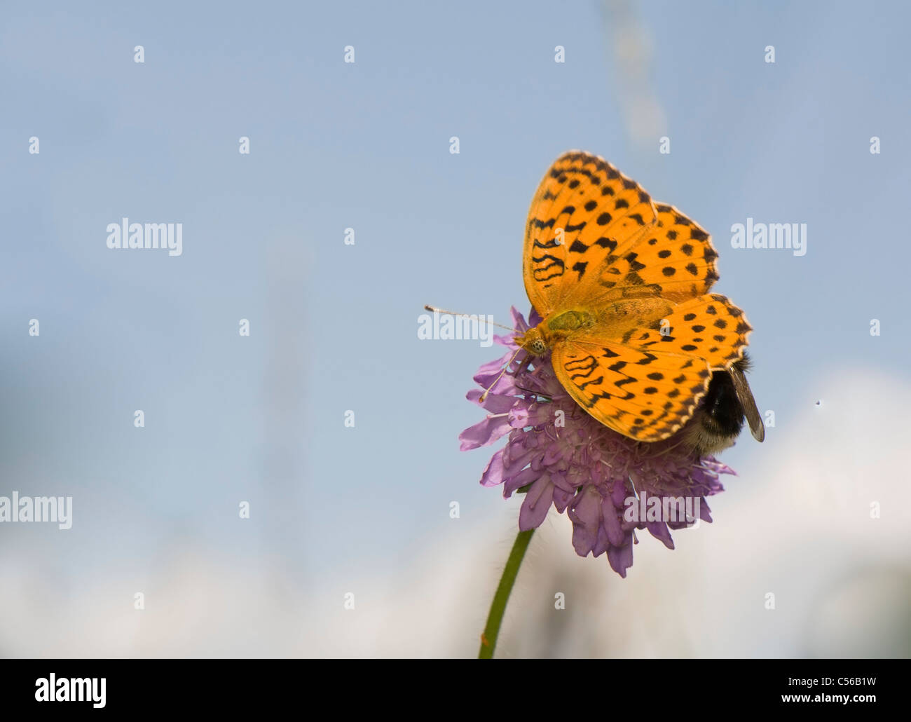 Daphne metamorphosis hi-res stock photography and images - Alamy