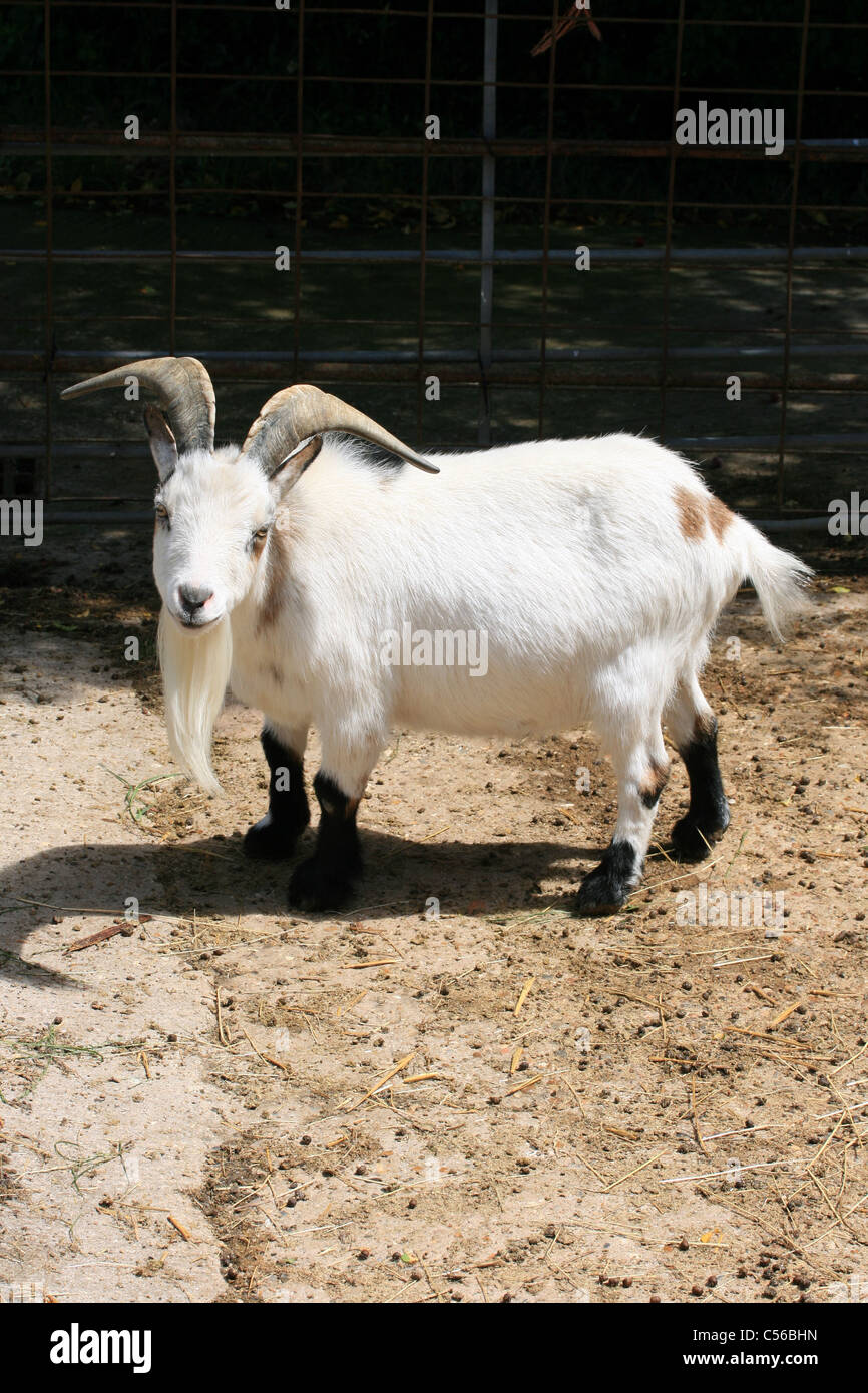 A male goat Stock Photo - Alamy