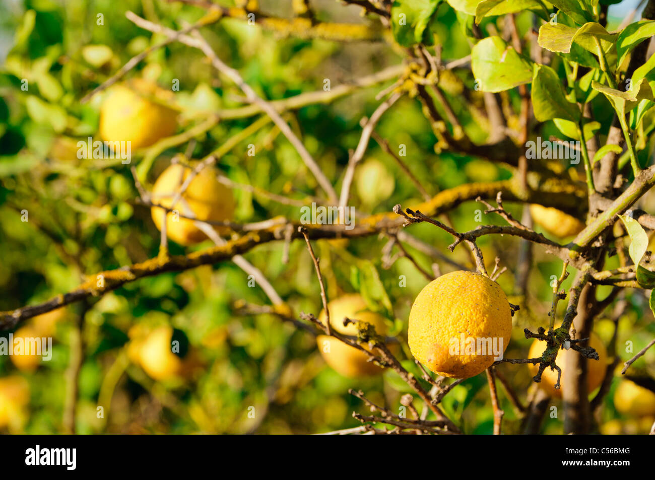 Lemons growing on a lemon tree Stock Photo - Alamy
