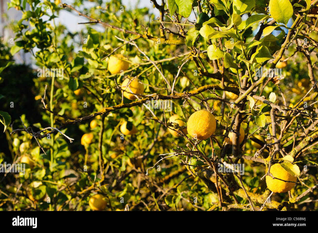 Portuguese fruit trees hi-res stock photography and images - Alamy