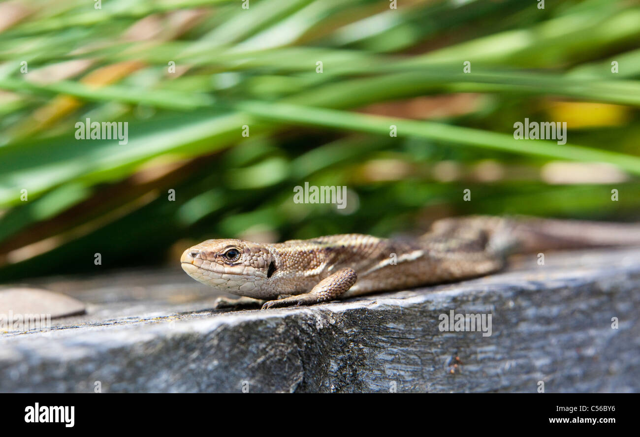 Common english lizard hi-res stock photography and images - Alamy