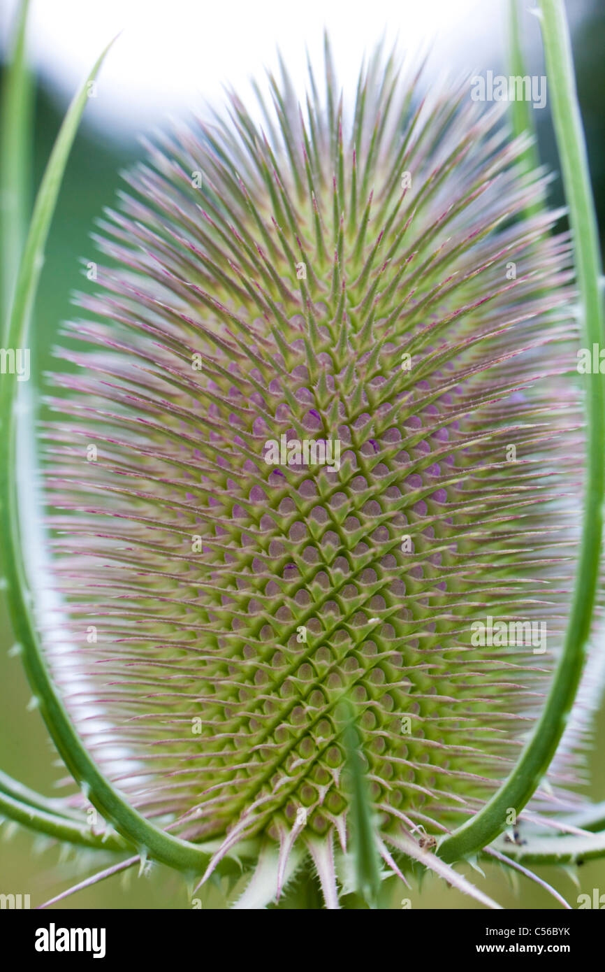 Spiky teasel flower uk hi-res stock photography and images - Alamy