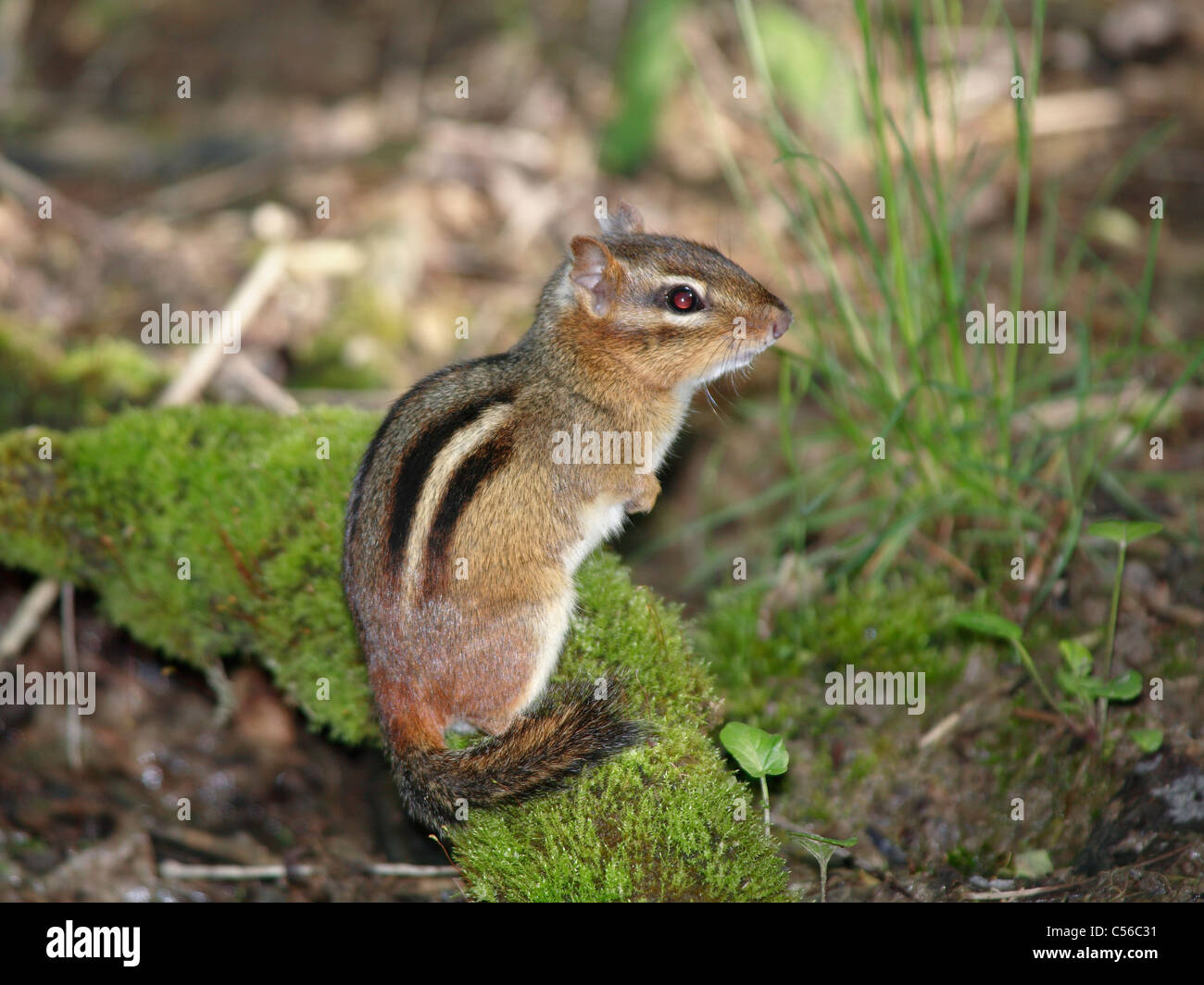 A Very Cute Eastern Chipmunk, Tamias striatus, Southwestern Ohio Stock ...