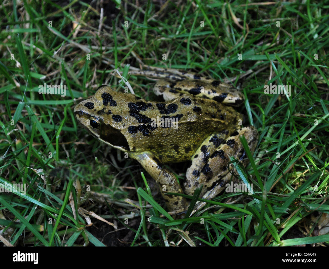 A frog sitting in some grass Stock Photo - Alamy