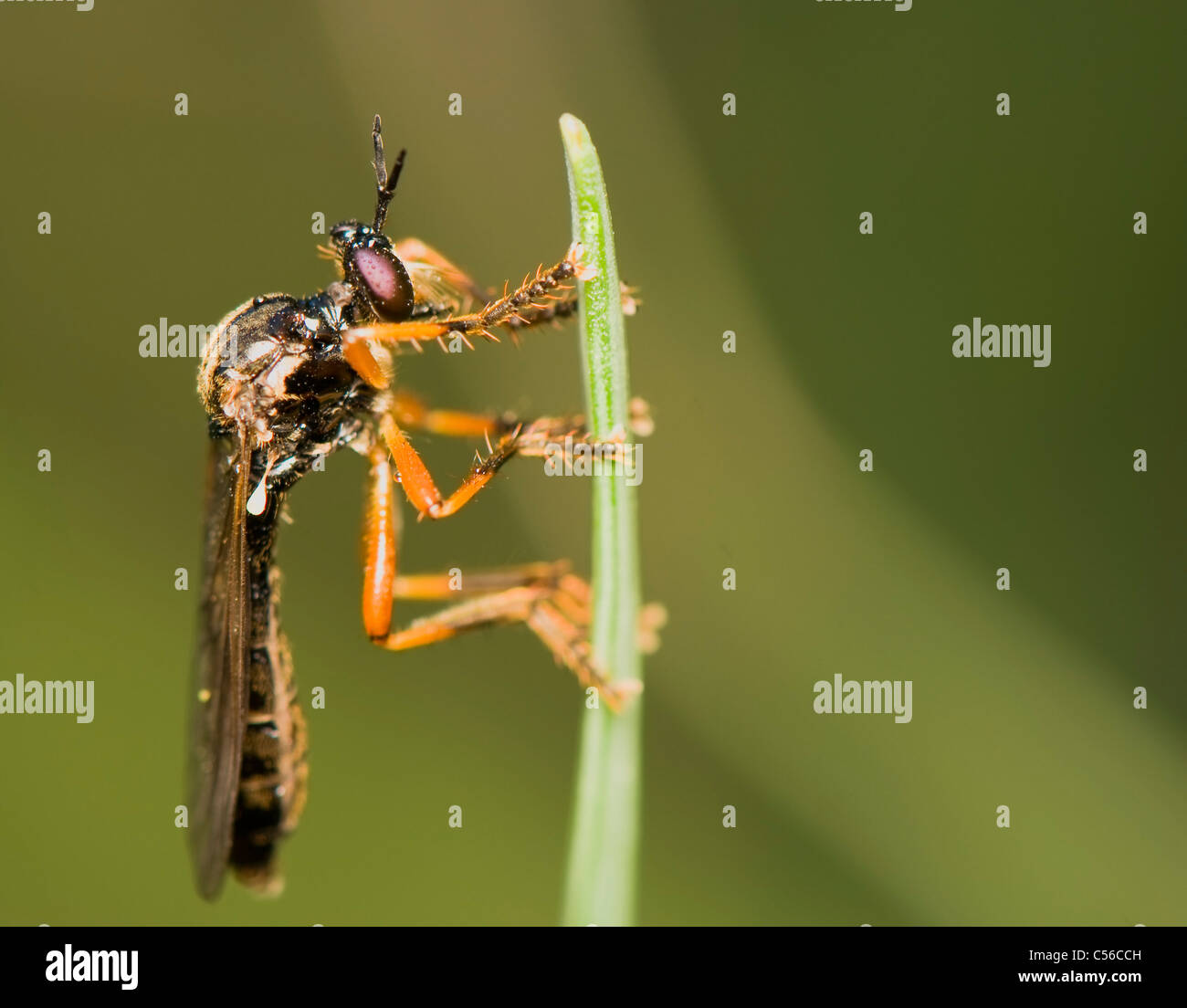 Asilidae eye hi-res stock photography and images - Alamy