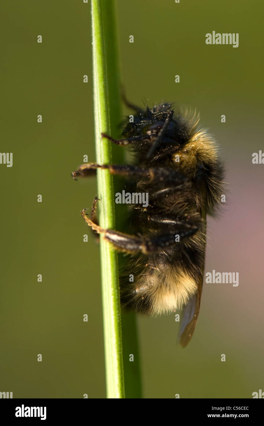 Bee biting grass hi-res stock photography and images - Alamy